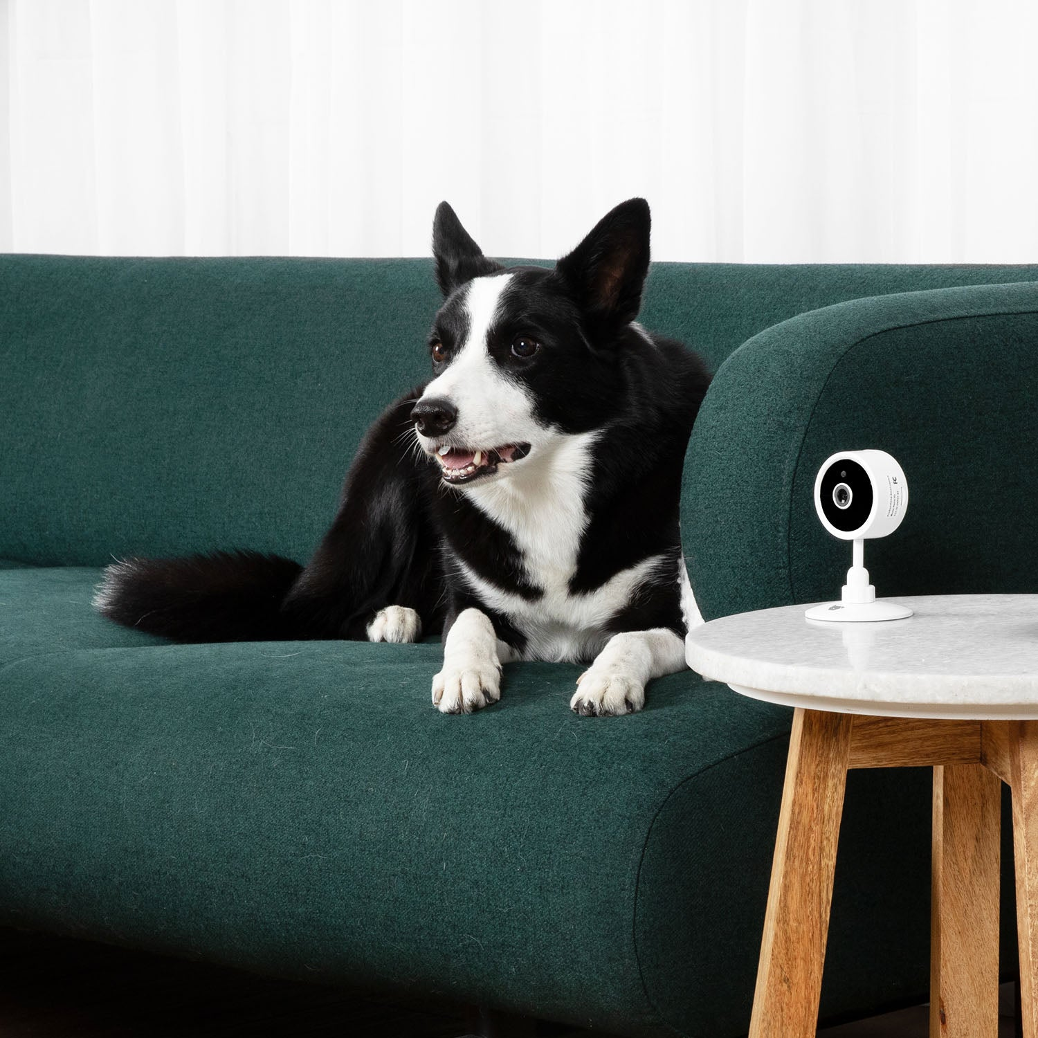 Shop All for Dogs | Tech, Toys, Accessories and More | Instachew.com