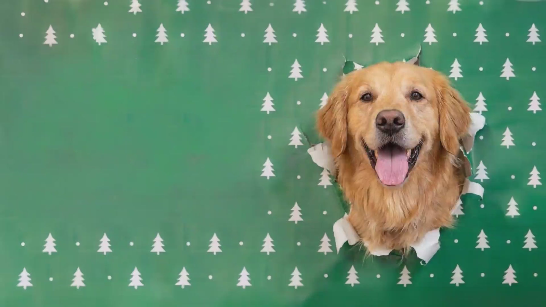 Pet Care Made Easy | Instachew.com